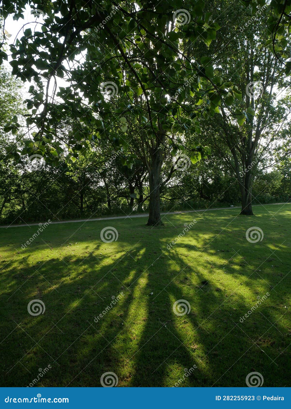 A Tree Blocks Out the Summer Sun Casting a Shadow Below it Stock Image ...