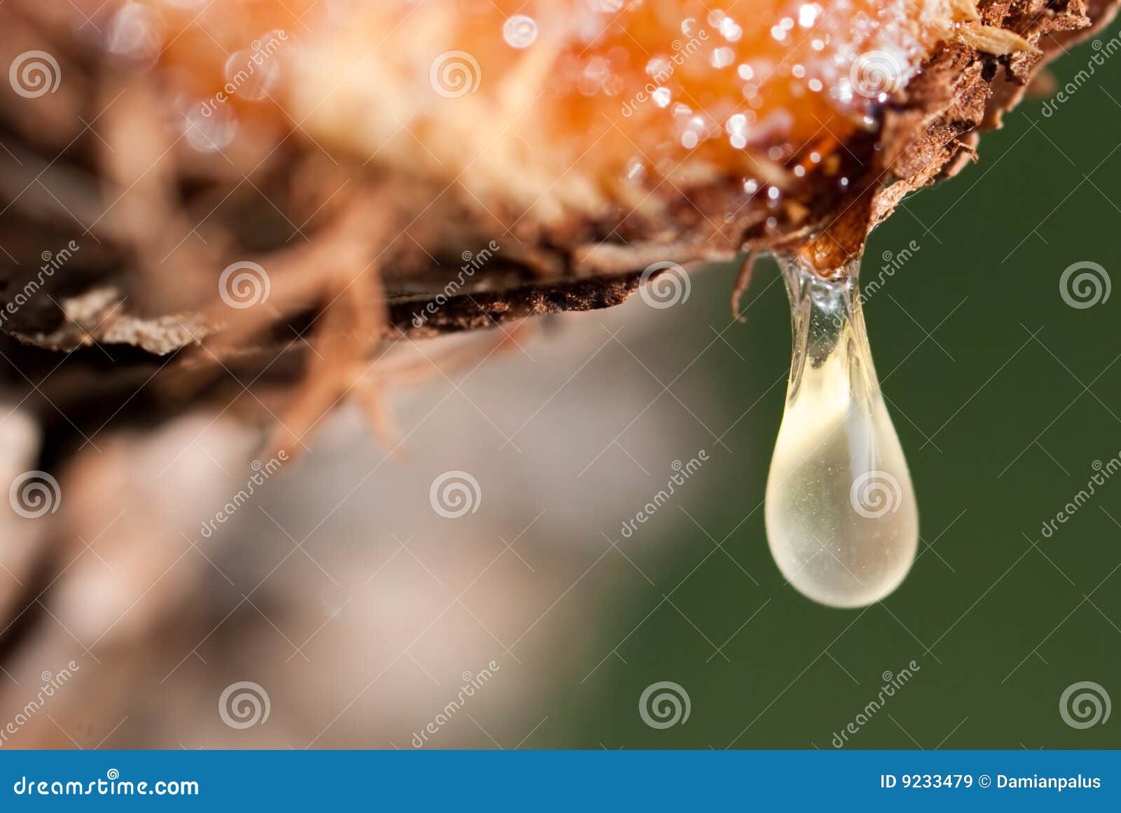 Tree blood stock image. Image of tree, leaking, drop, wound - 9233479
