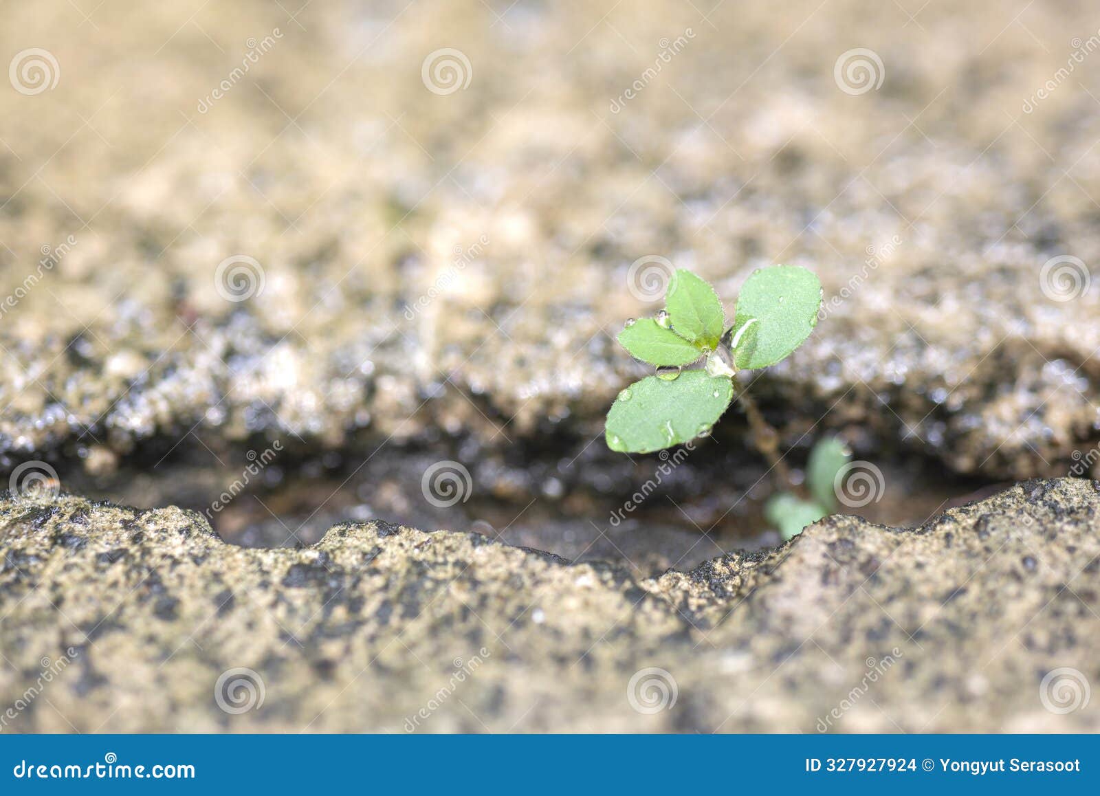 The Tree Bloom in Concrete Crack Stock Photo - Image of forest, gray ...