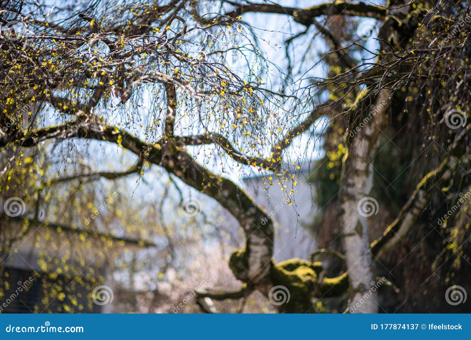 Tree in Bloom with Multiple Ready To Explode Leaf Buds Stock Image ...