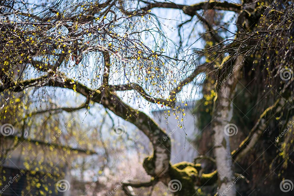 Tree in Bloom with Multiple Ready To Explode Leaf Buds Stock Image ...