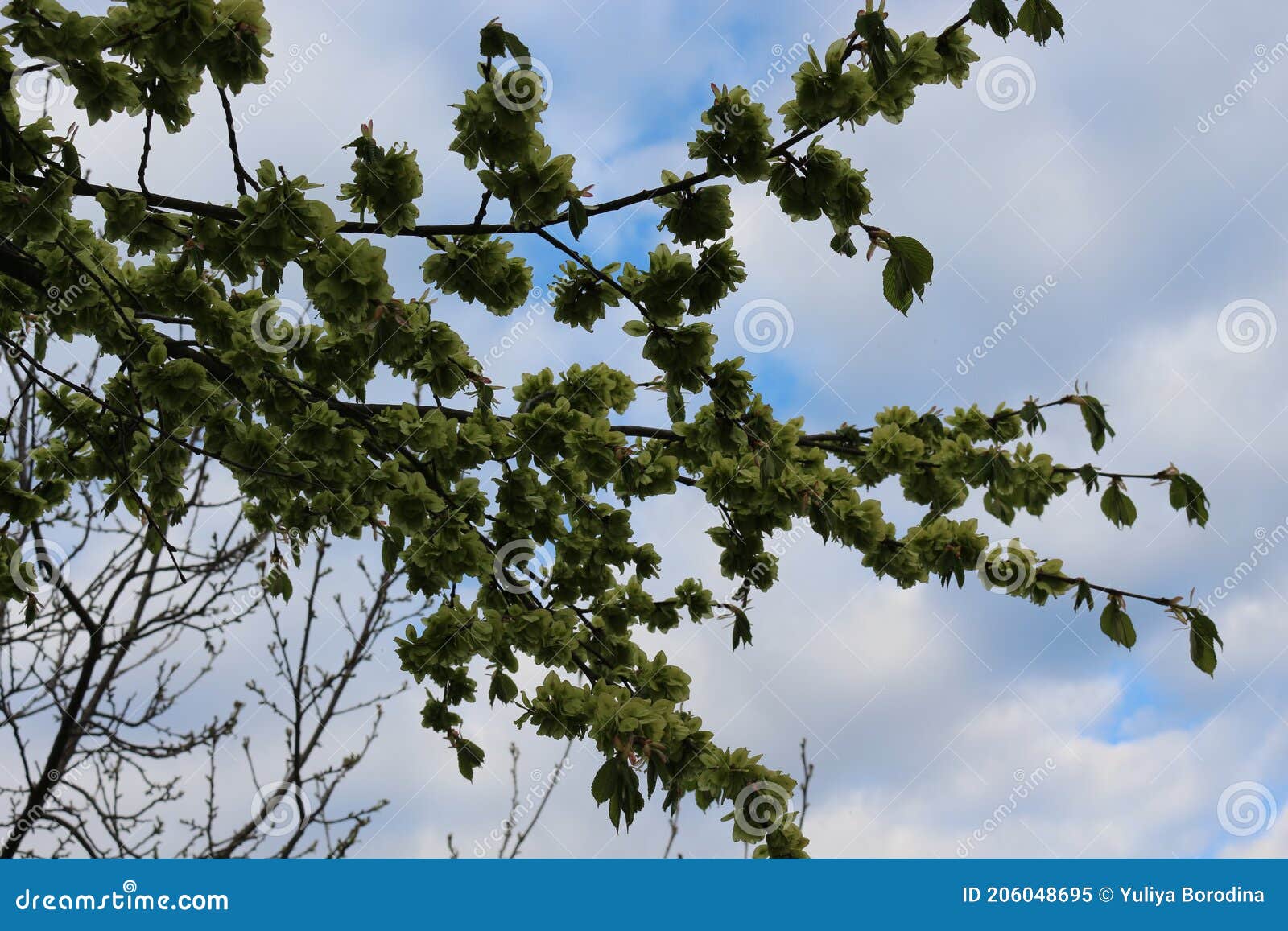 The Tree Bloomed in Spring with Round-shaped Flowers Stock Image ...