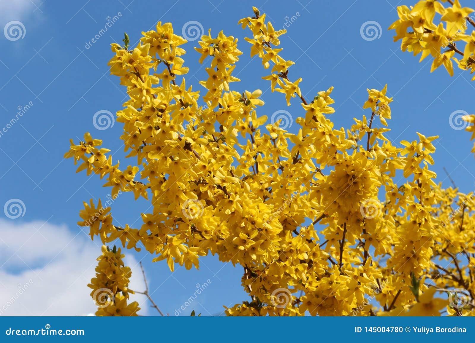The Tree Bloomed Yellow Delicate Flowers Stock Photo - Image of ...