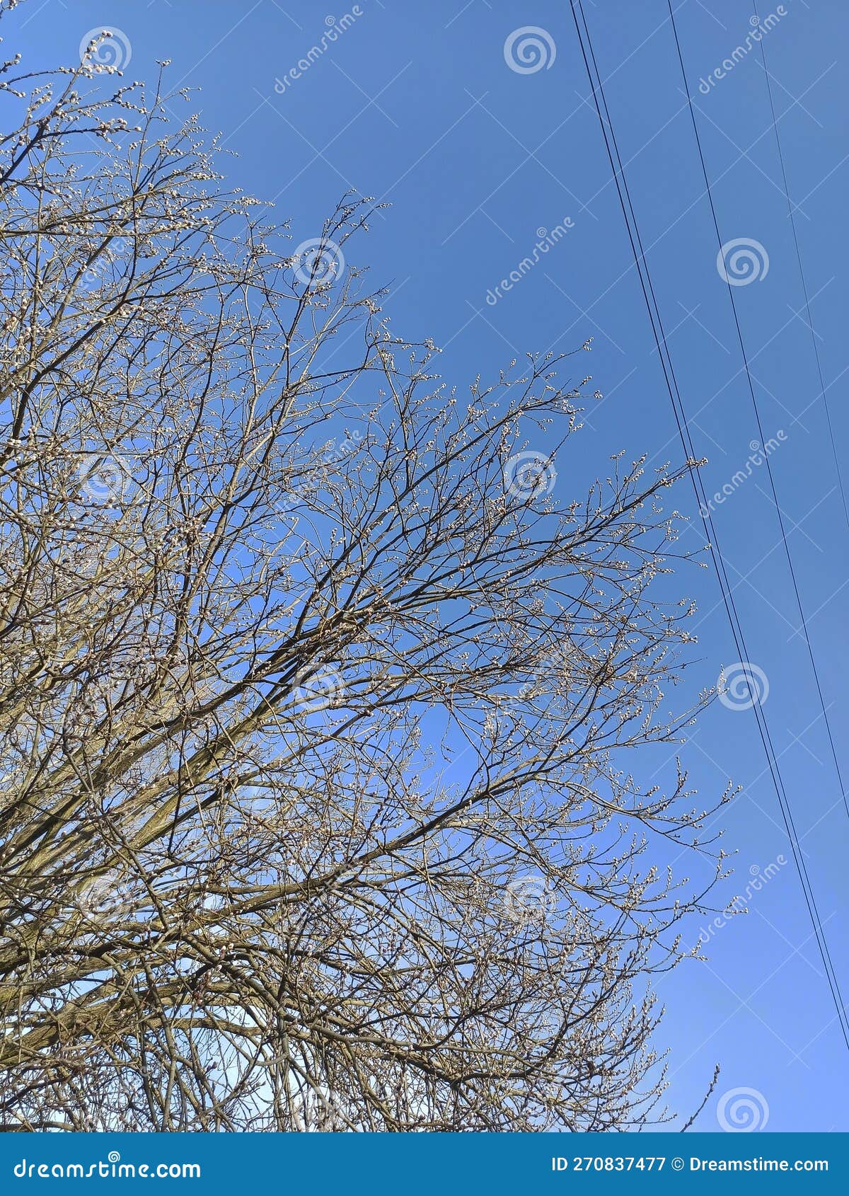 Tree Blooming at the Beginning of the Spring Stock Image - Image of ...