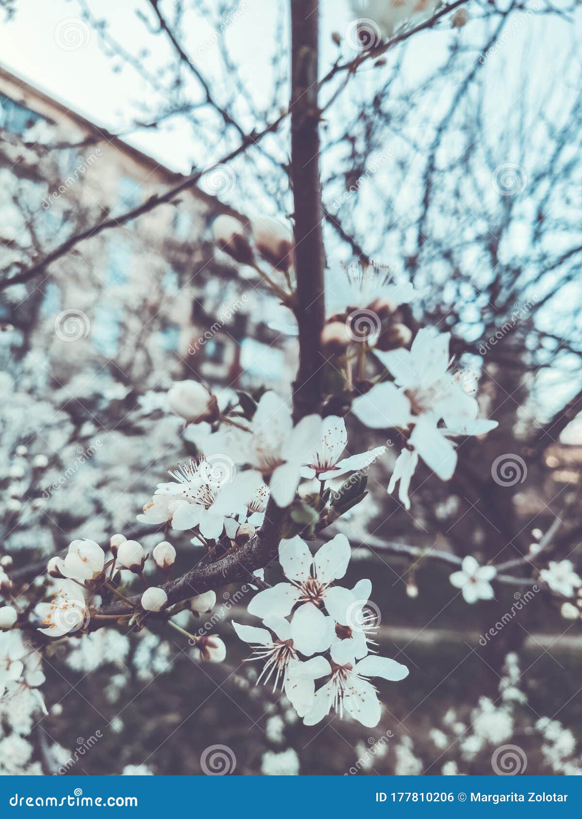 The Tree is Blooming with Soft Focus. Spring White Flowers on a Tree ...