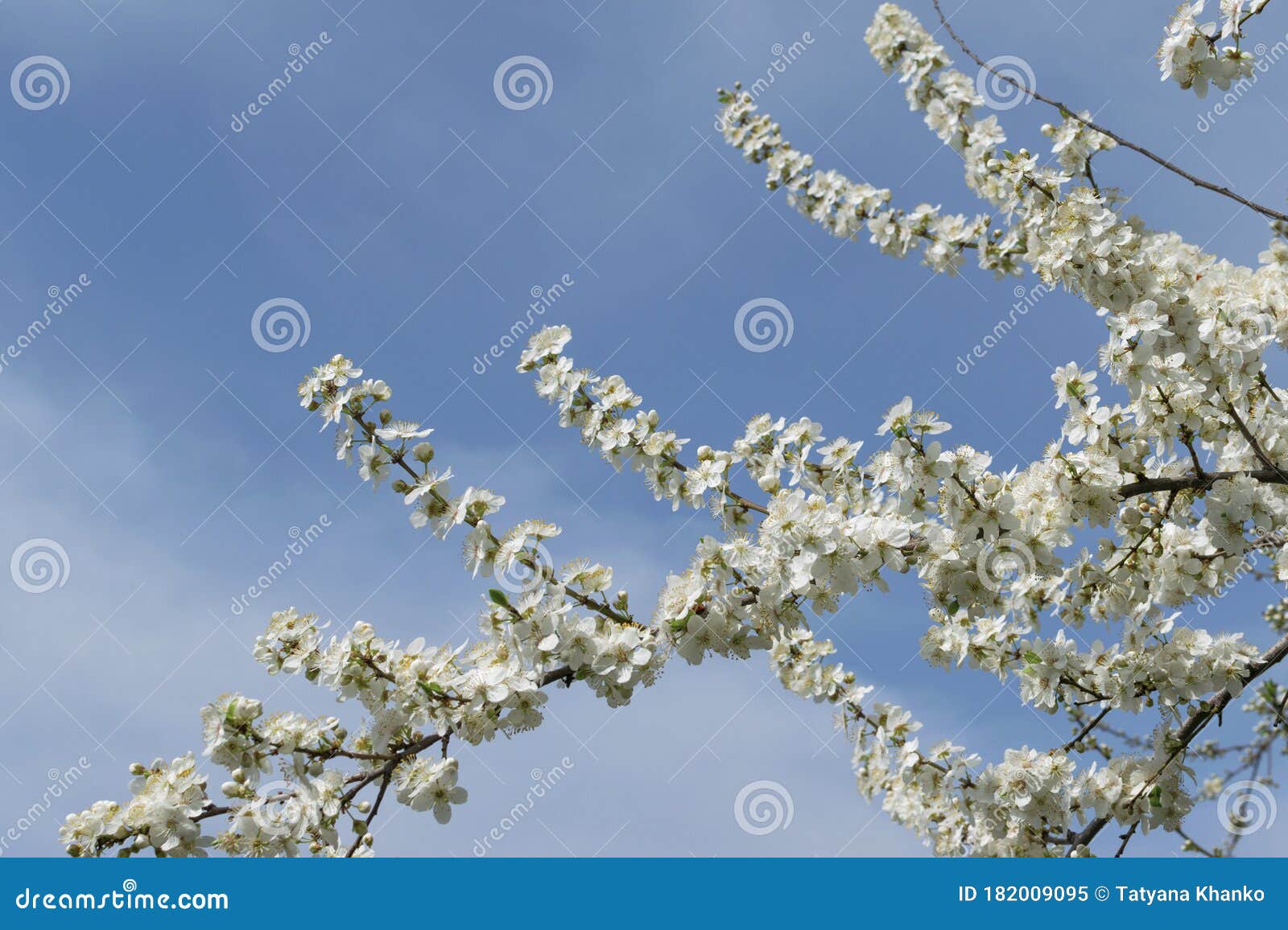 A Tree Blooms in Spring with White Flowers. Spring Flowering. a Tree ...