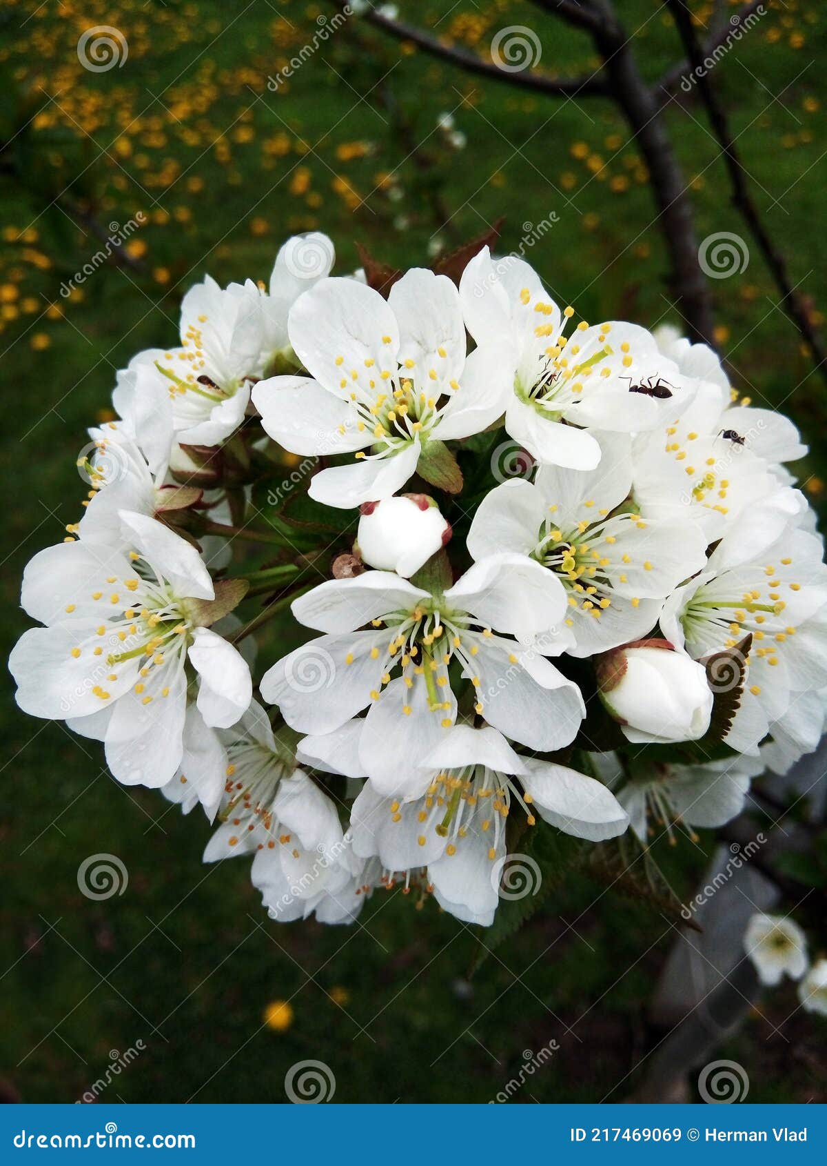Tree blossom in Maramures stock image. Image of beautiful - 217469069