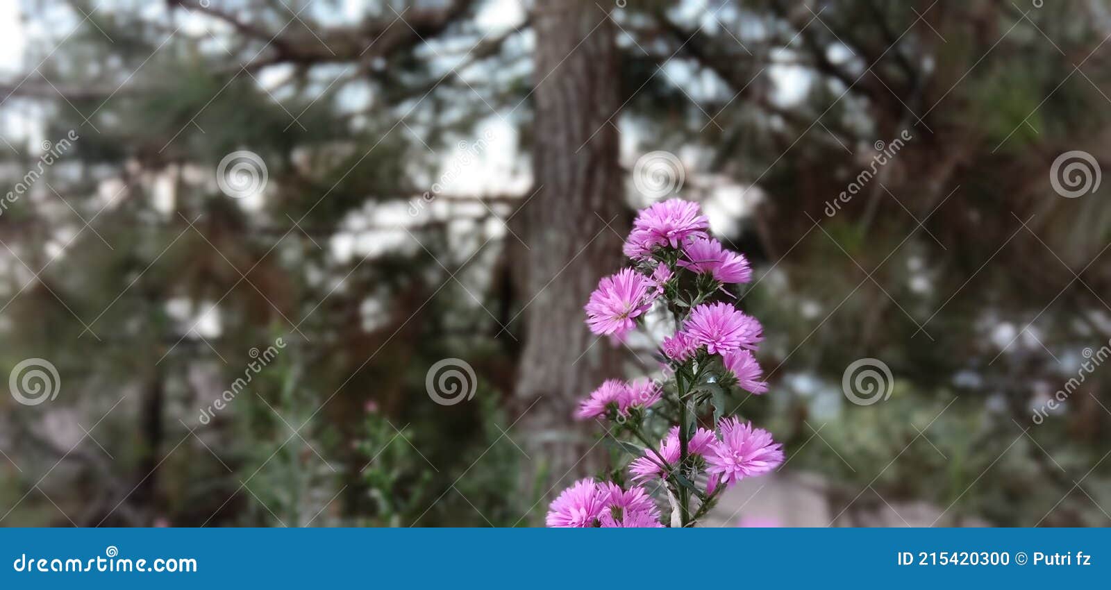 Tree Blossom Spring Flower Natural Stock Photo - Image of natural ...