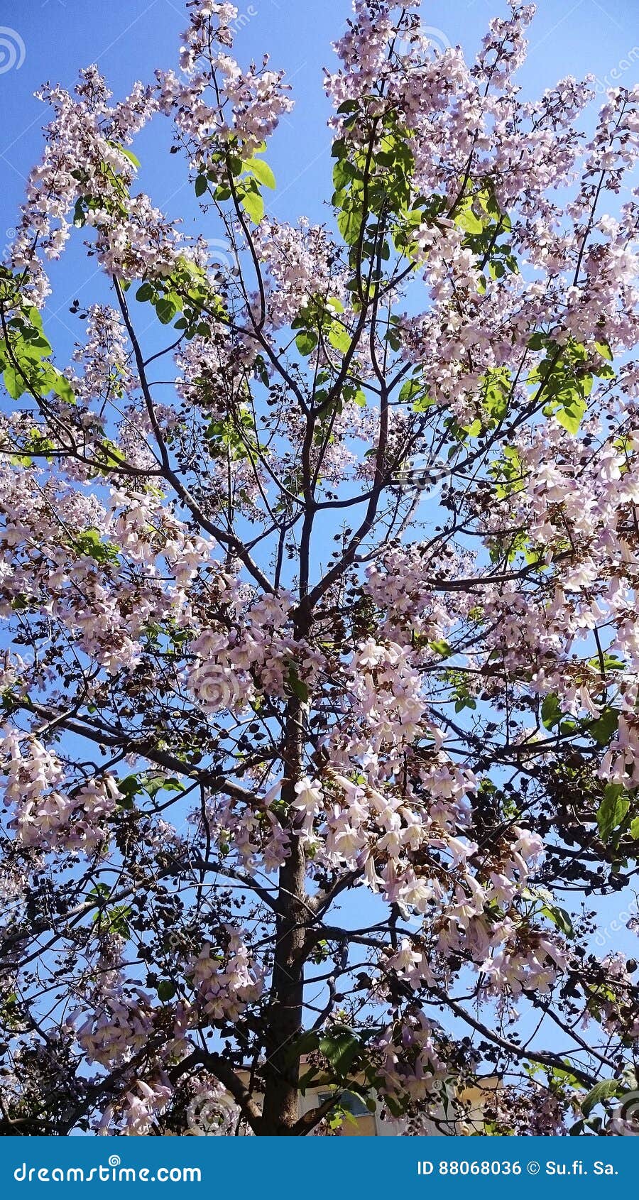 Tree blossoming stock photo. Image of amazingart, beautifullife - 88068036