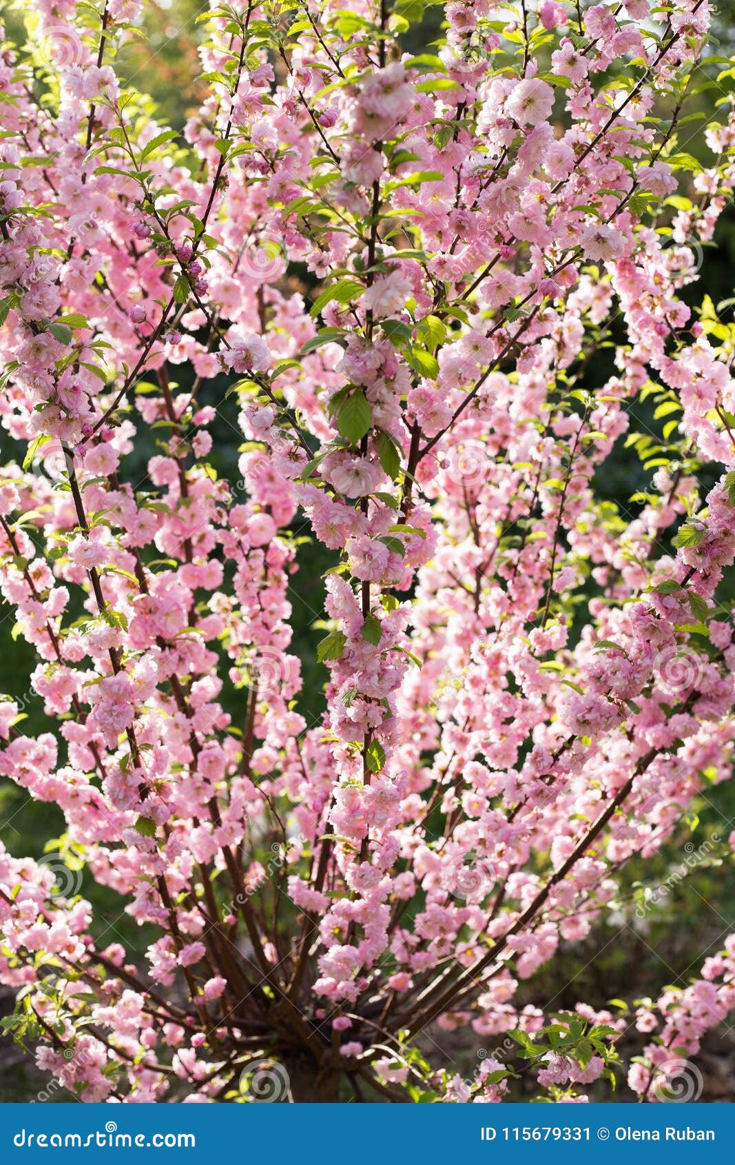 Tree of Blossoming Cherry Blossom Stock Image - Image of japanese ...