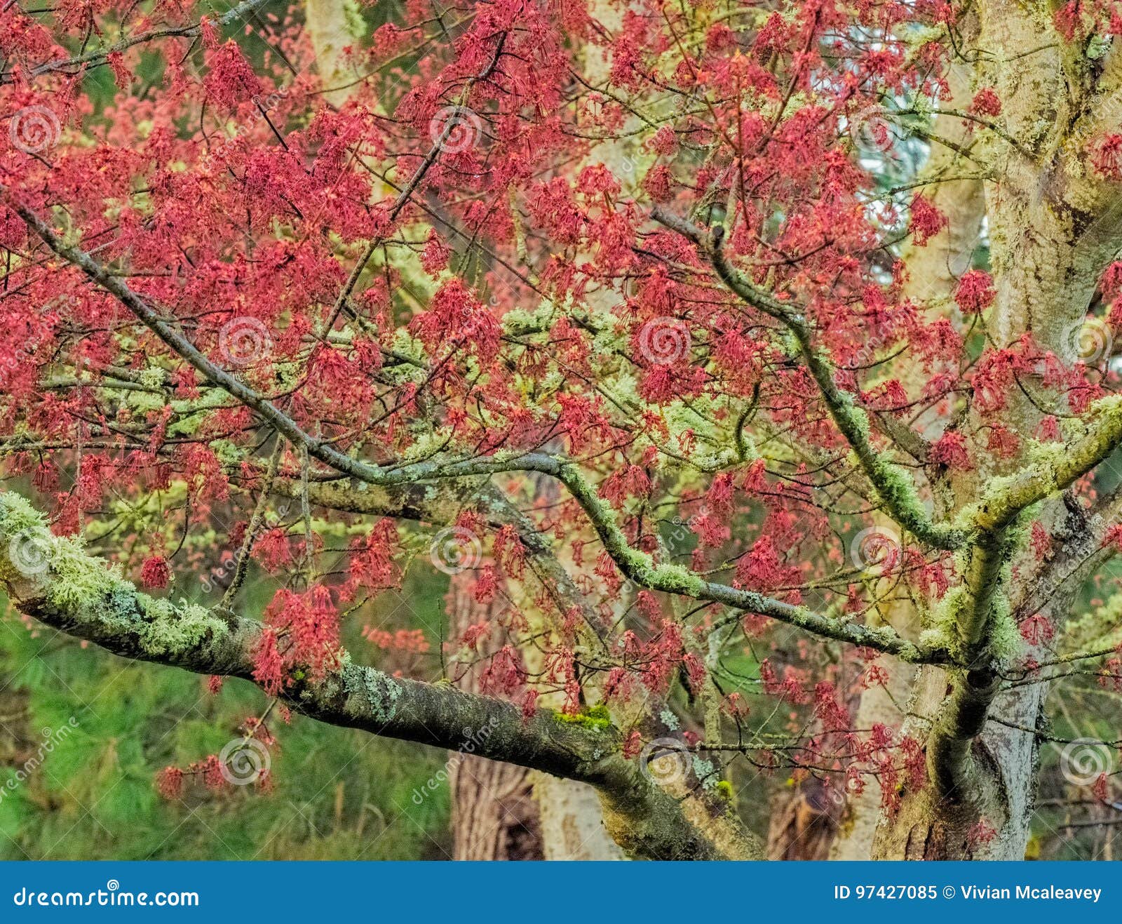 Tree blossoms in spring stock image. Image of lichen - 97427085
