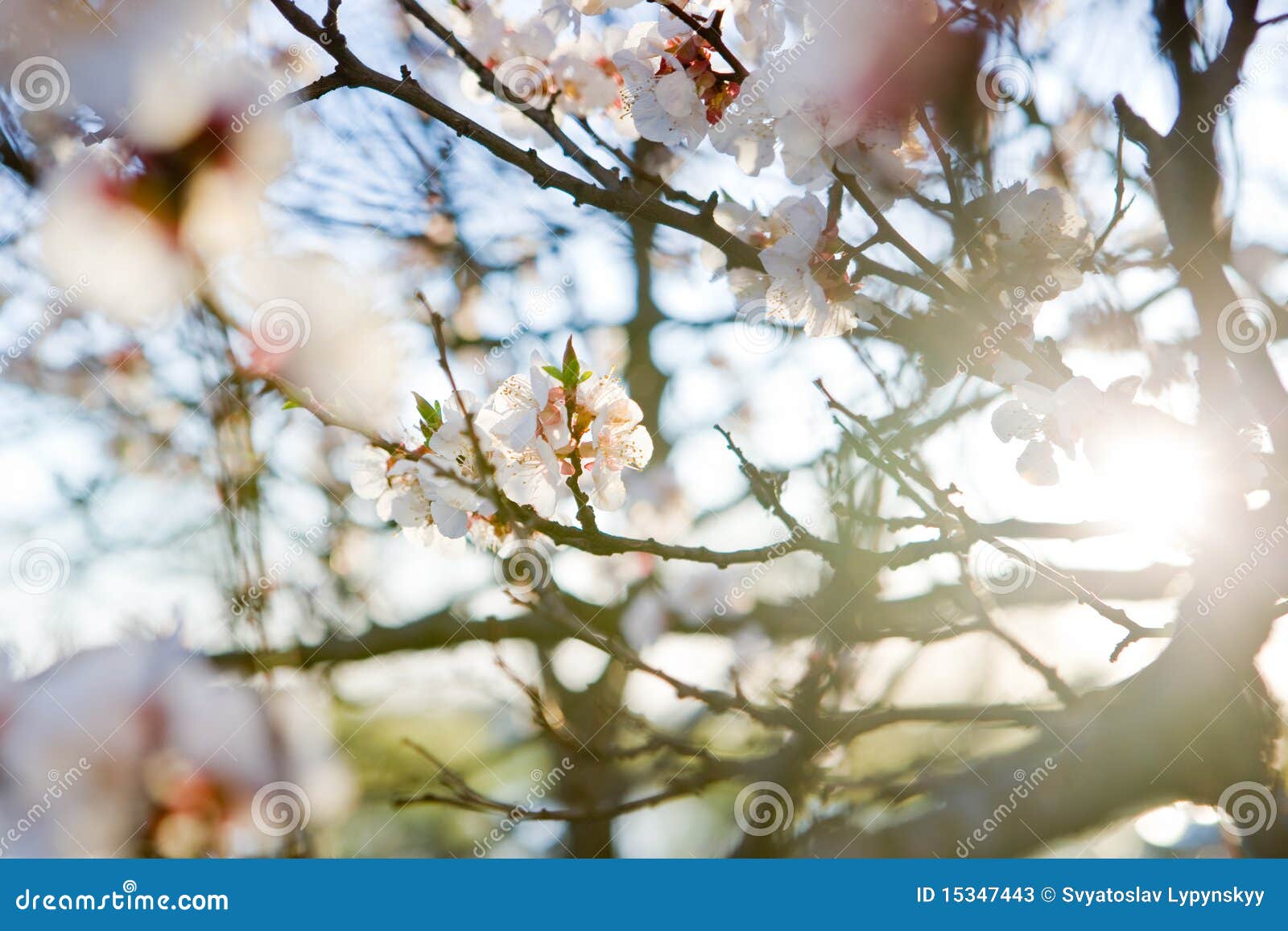Tree blosson in april stock image. Image of floral, flora - 15347443
