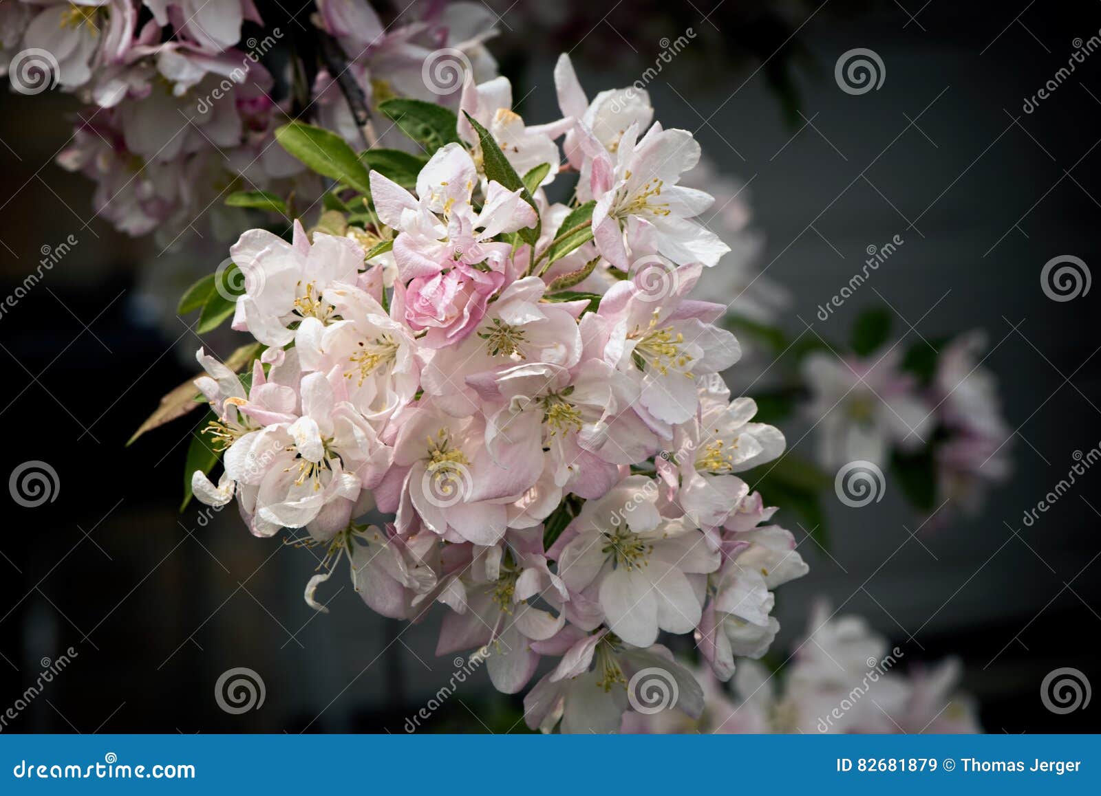 Tree Blossums stock image. Image of natural, nature, floral - 82681879