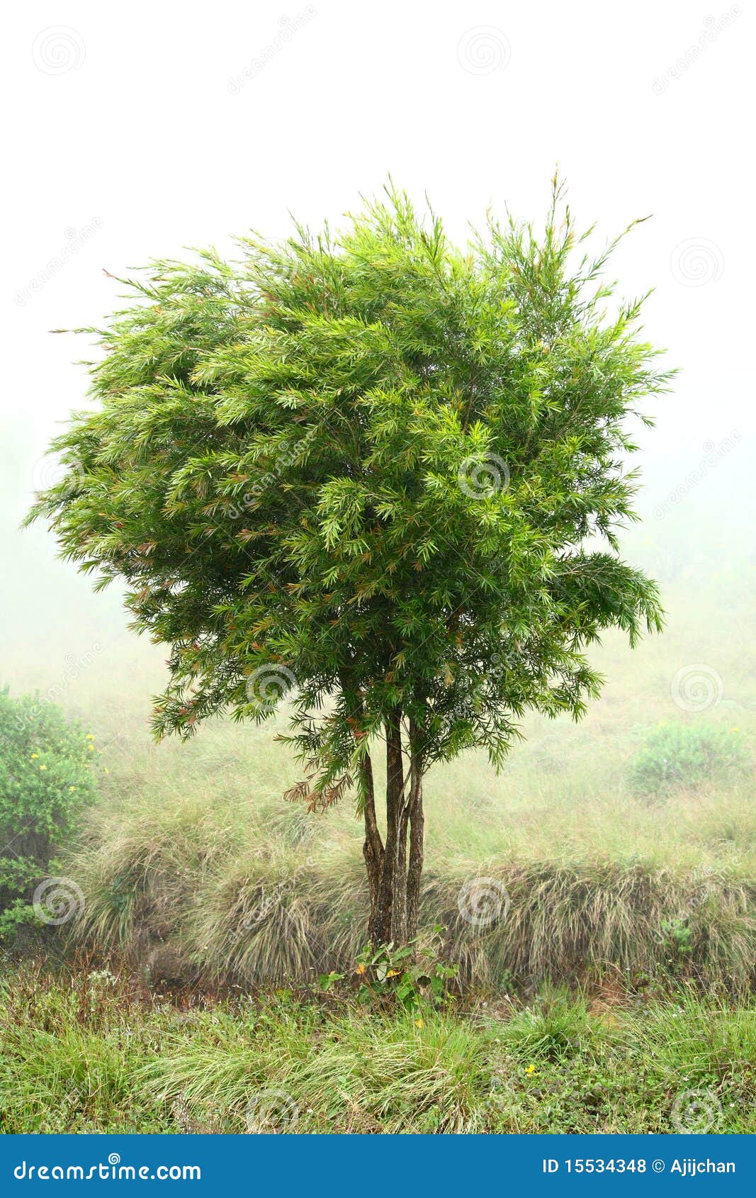 Tree blowing in breeze stock photo. Image of leaf, breeze - 15534348