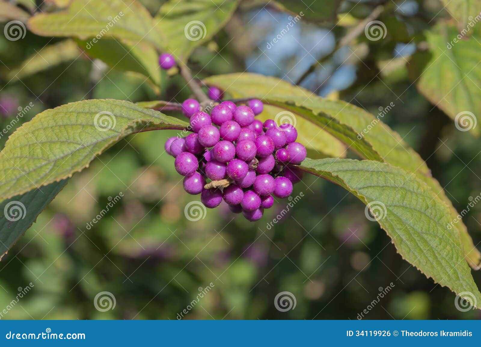 Tree with blue berry stock photo. Image of green, sunny - 34119926