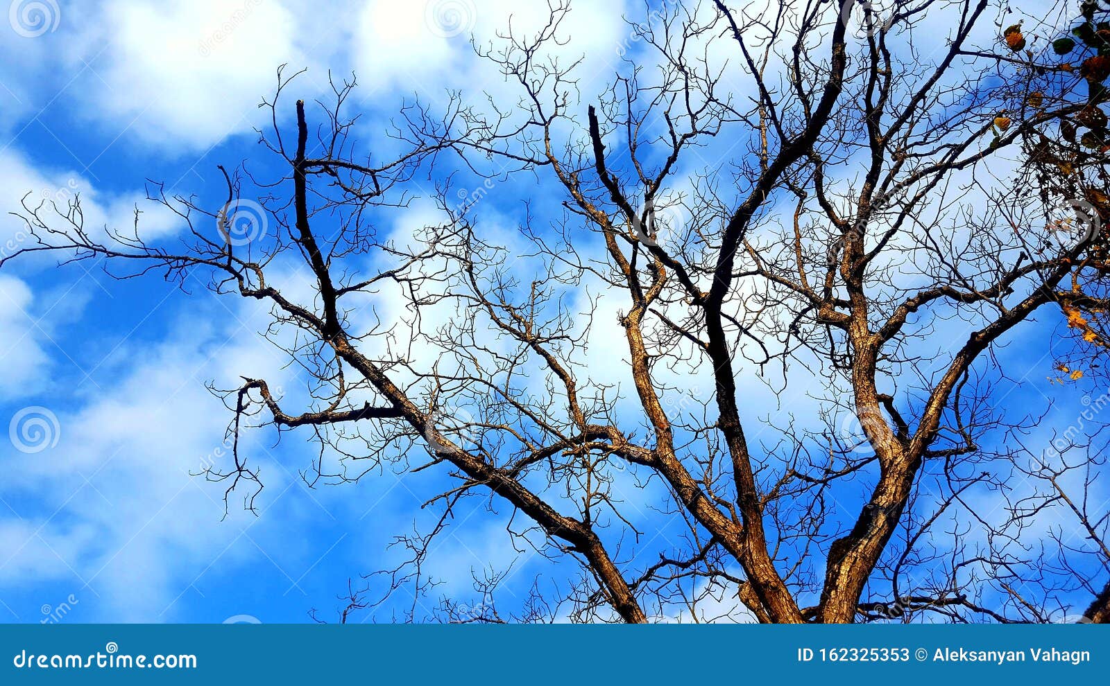 Tree stock image. Image of closeup, blue, bird, close - 162325353