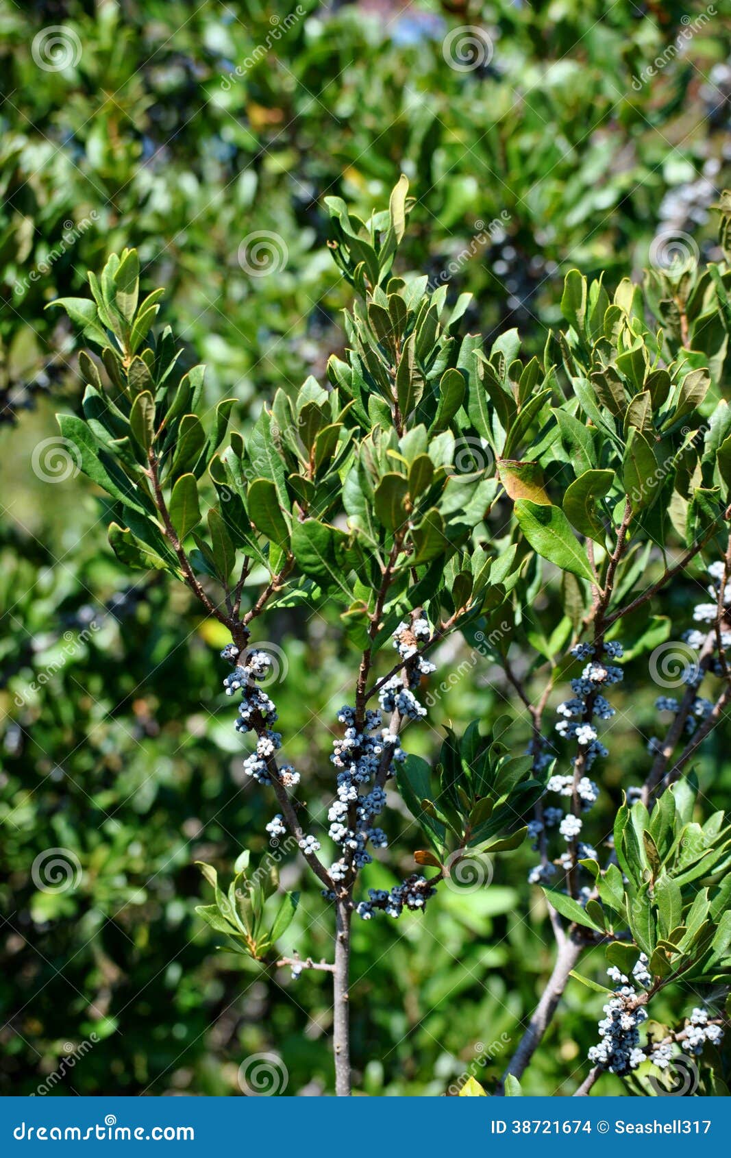 Tree with Blue Clustered Berries Stock Photo - Image of blue, tree ...