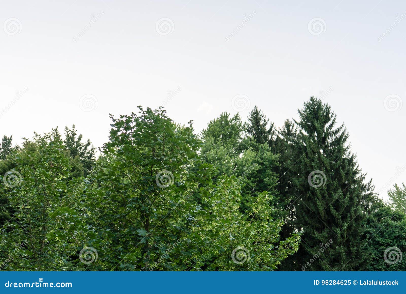Tree at Blue Hour Evening Sky Stock Image - Image of dawn, asia: 98284625