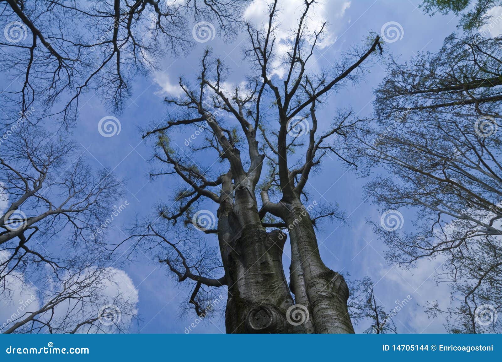 Tree on blue sky stock photo. Image of forest, fresh - 14705144
