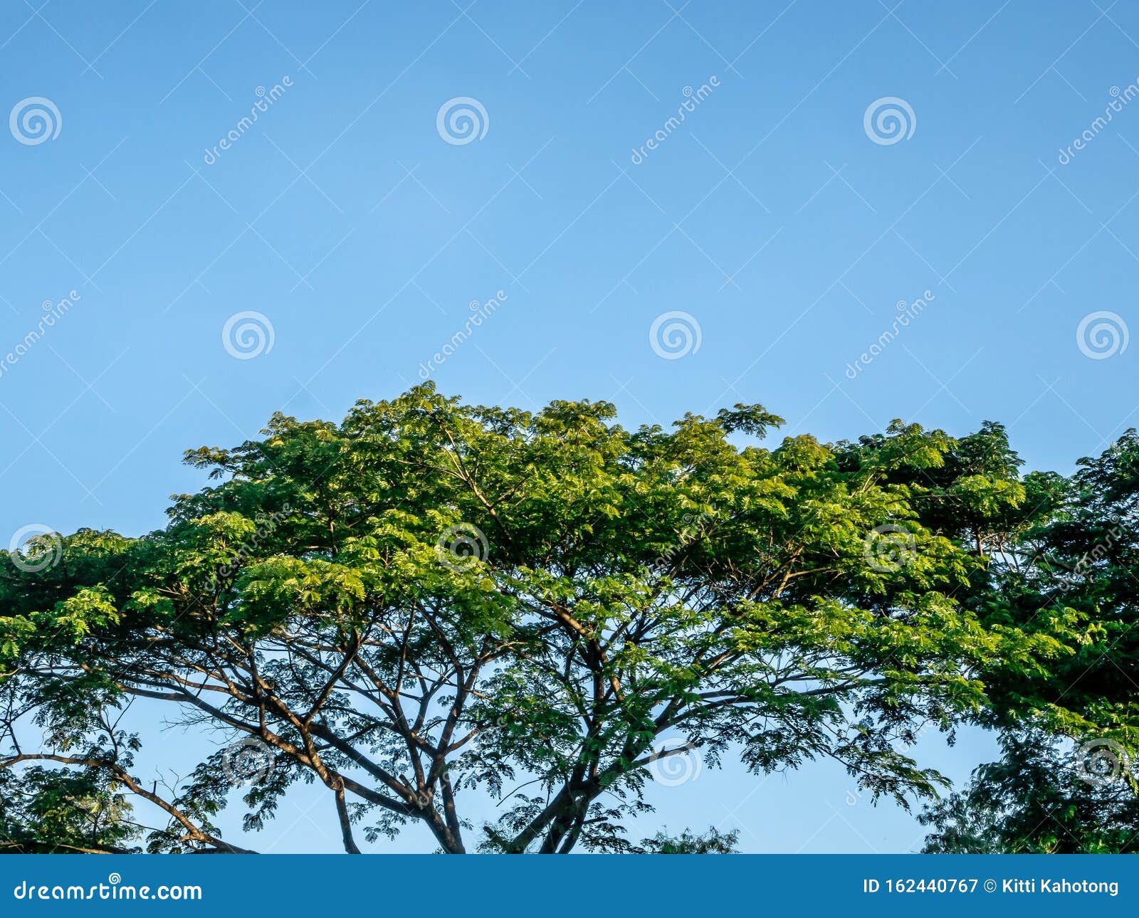 Tree with blue sky stock image. Image of outdoor, blue - 162440767