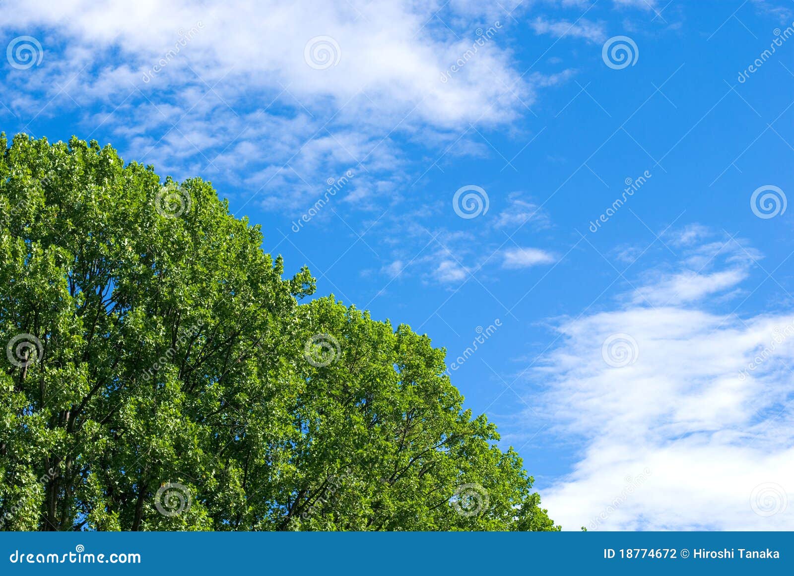 Tree and blue sky stock photo. Image of tree, leaves - 18774672