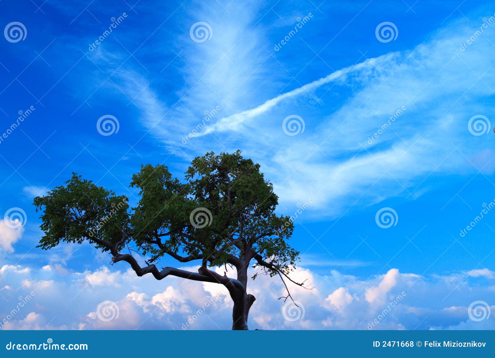 Tree on Blue Sky stock photo. Image of sinter, real, tree - 2471668