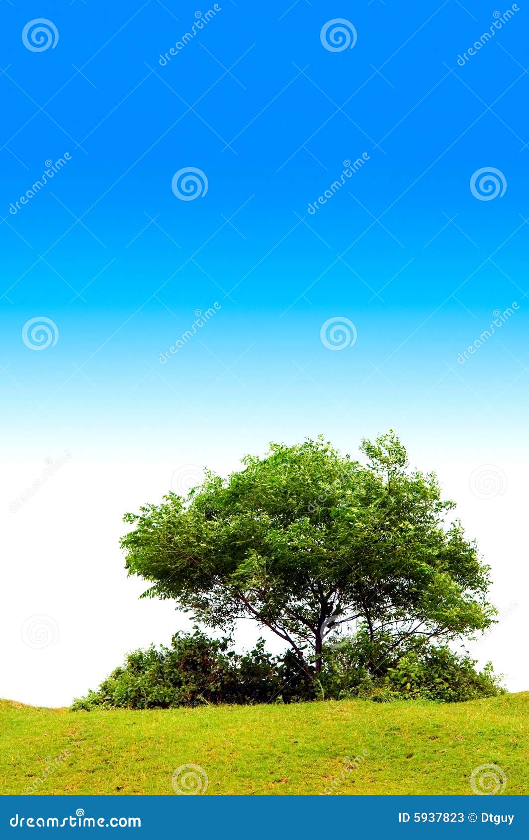 Tree with blue sky stock image. Image of lonly, plants - 5937823