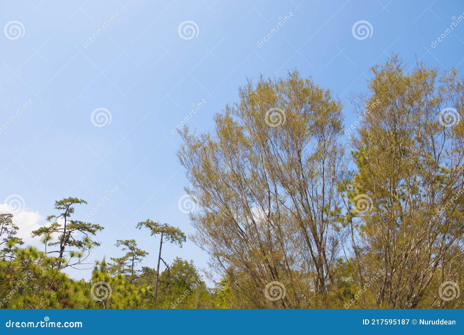 Tree with Blue Sky As a Background Stock Image - Image of bright, tree ...