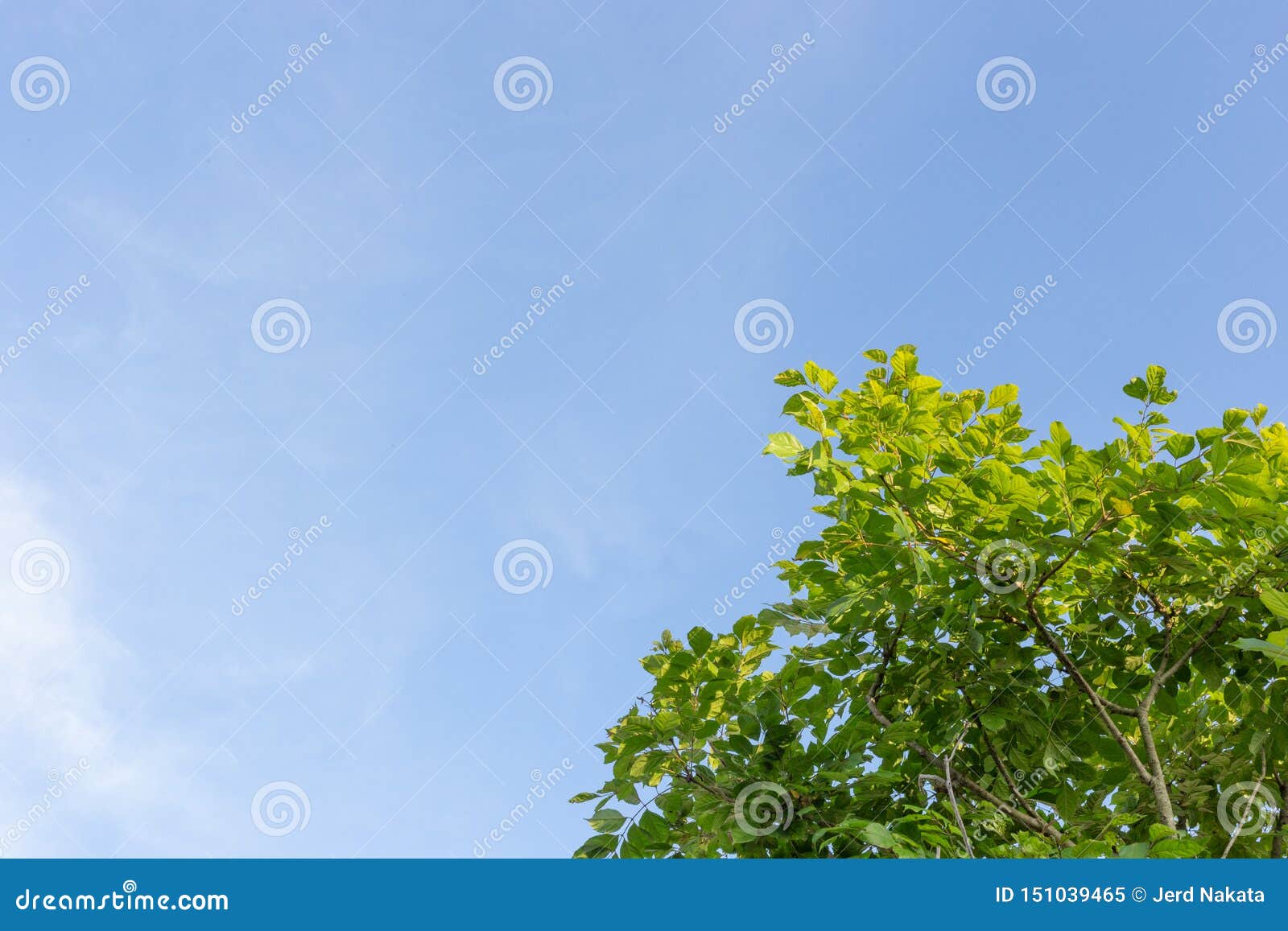 The Tree on the Blue Sky Background Stock Image - Image of green, farm ...