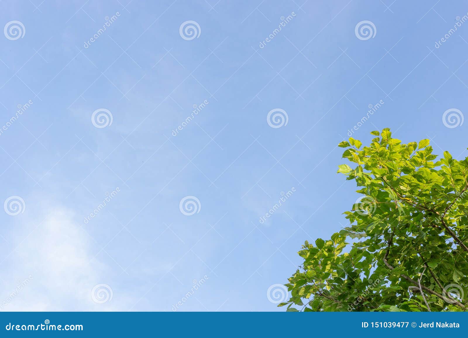 The Tree on the Blue Sky Background Stock Image - Image of grass ...