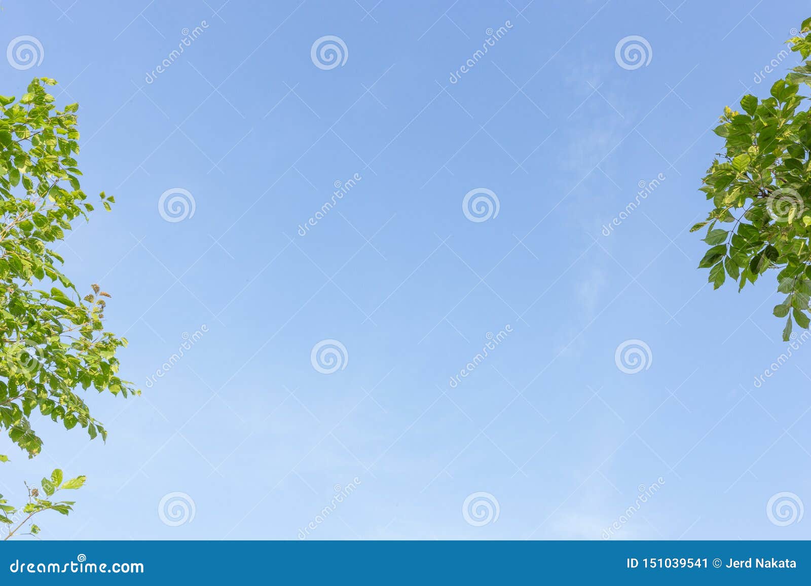 The Tree on the Blue Sky Background Stock Image - Image of leaf, bright ...