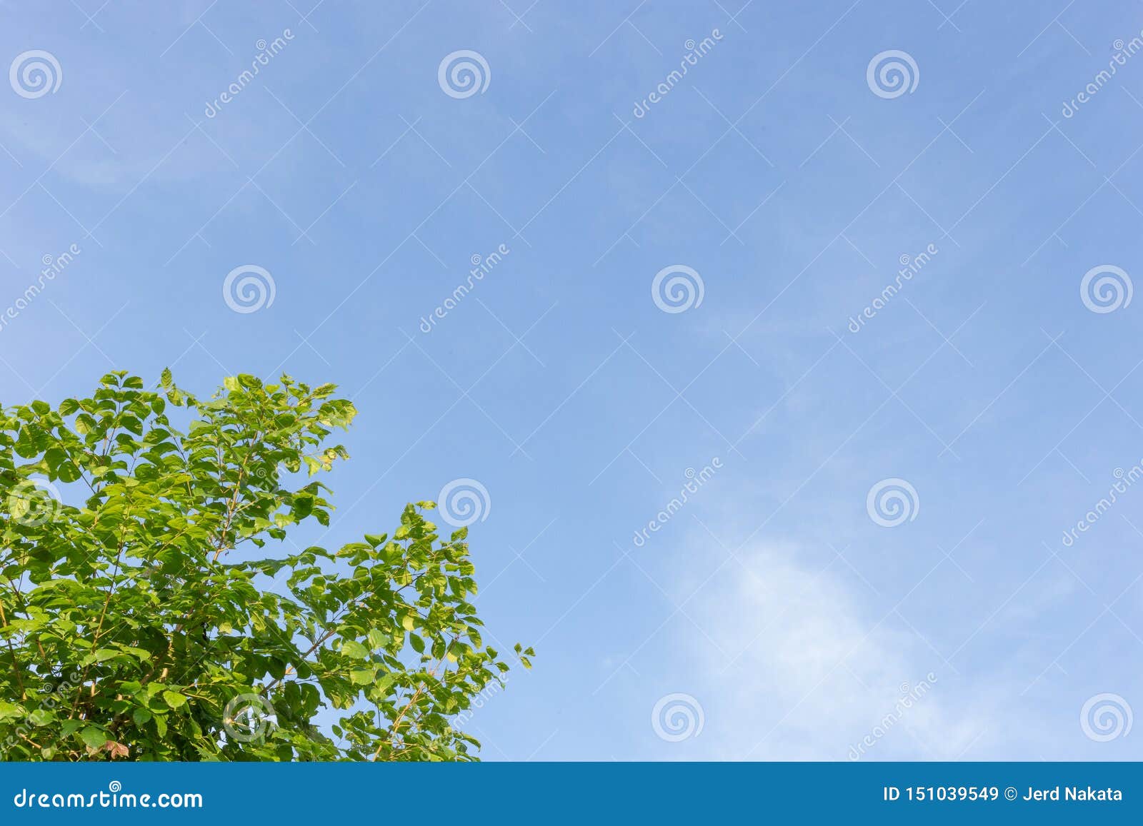 The Tree on the Blue Sky Background Stock Image - Image of forest, farm ...