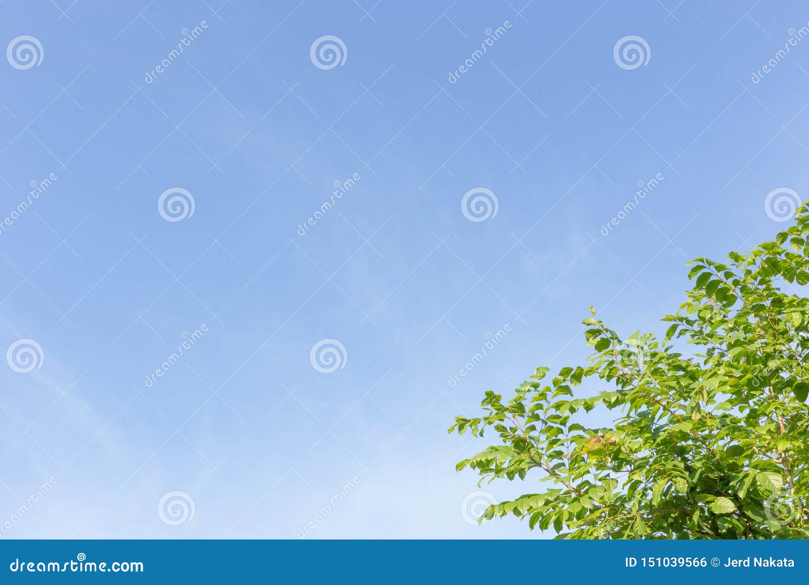 The Tree on the Blue Sky Background Stock Photo - Image of natural ...