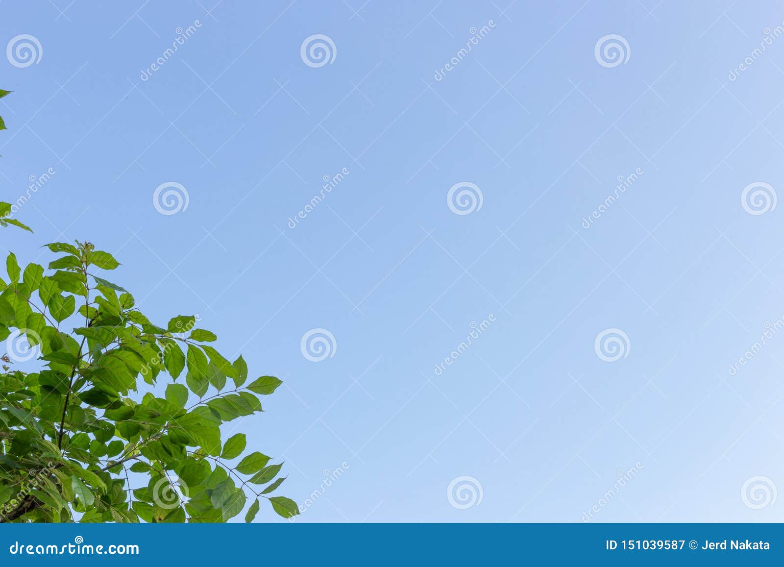 The Tree on the Blue Sky Background Stock Image - Image of nature, palm ...