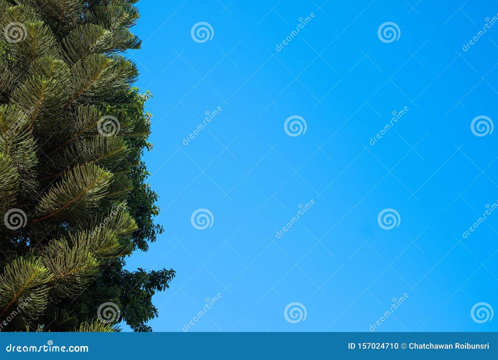 Tree on Blue Sky Background Stock Photo - Image of meadow, isolated ...