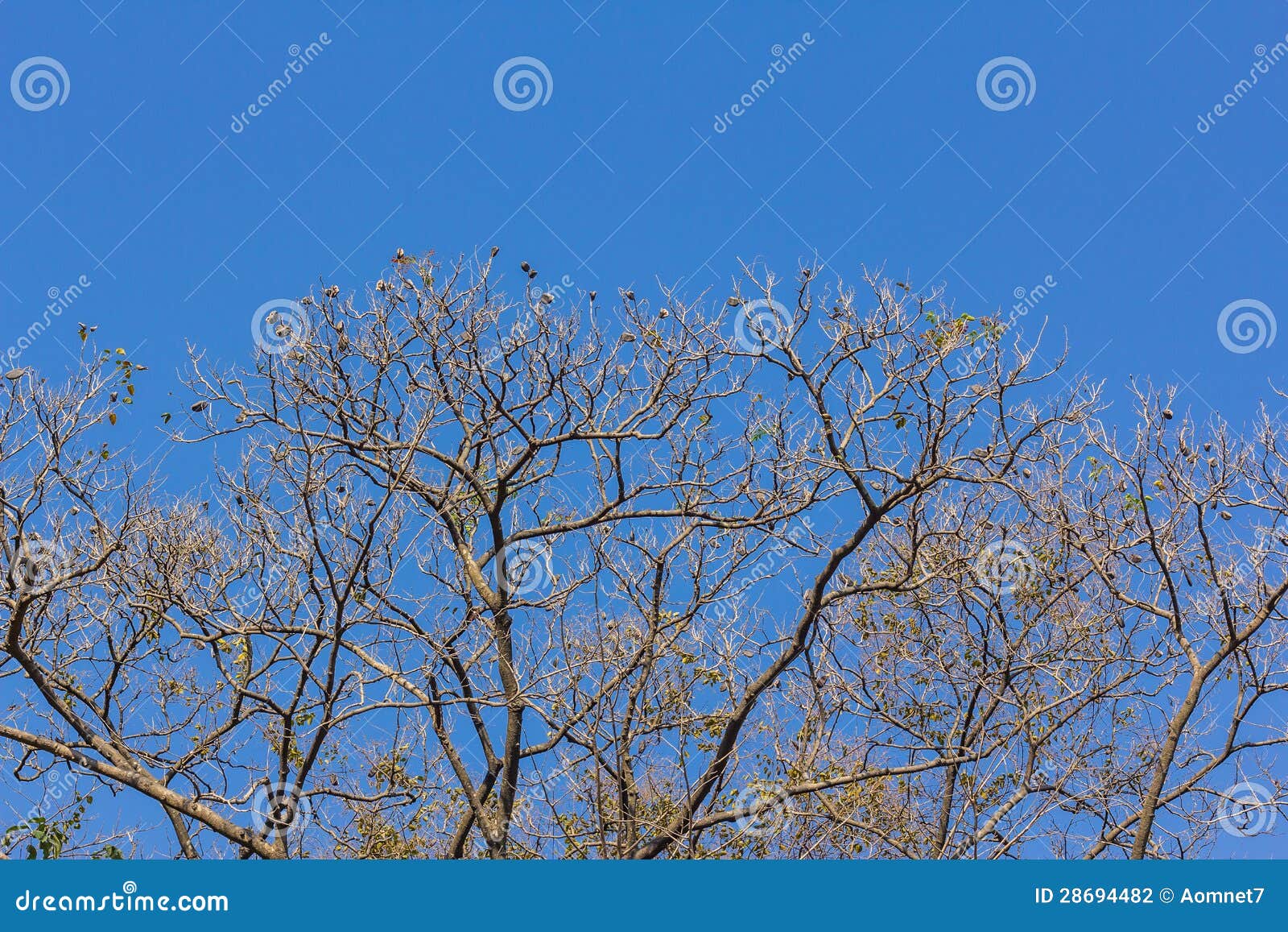 Tree on a Blue Sky Background Stock Photo - Image of natural, winter ...