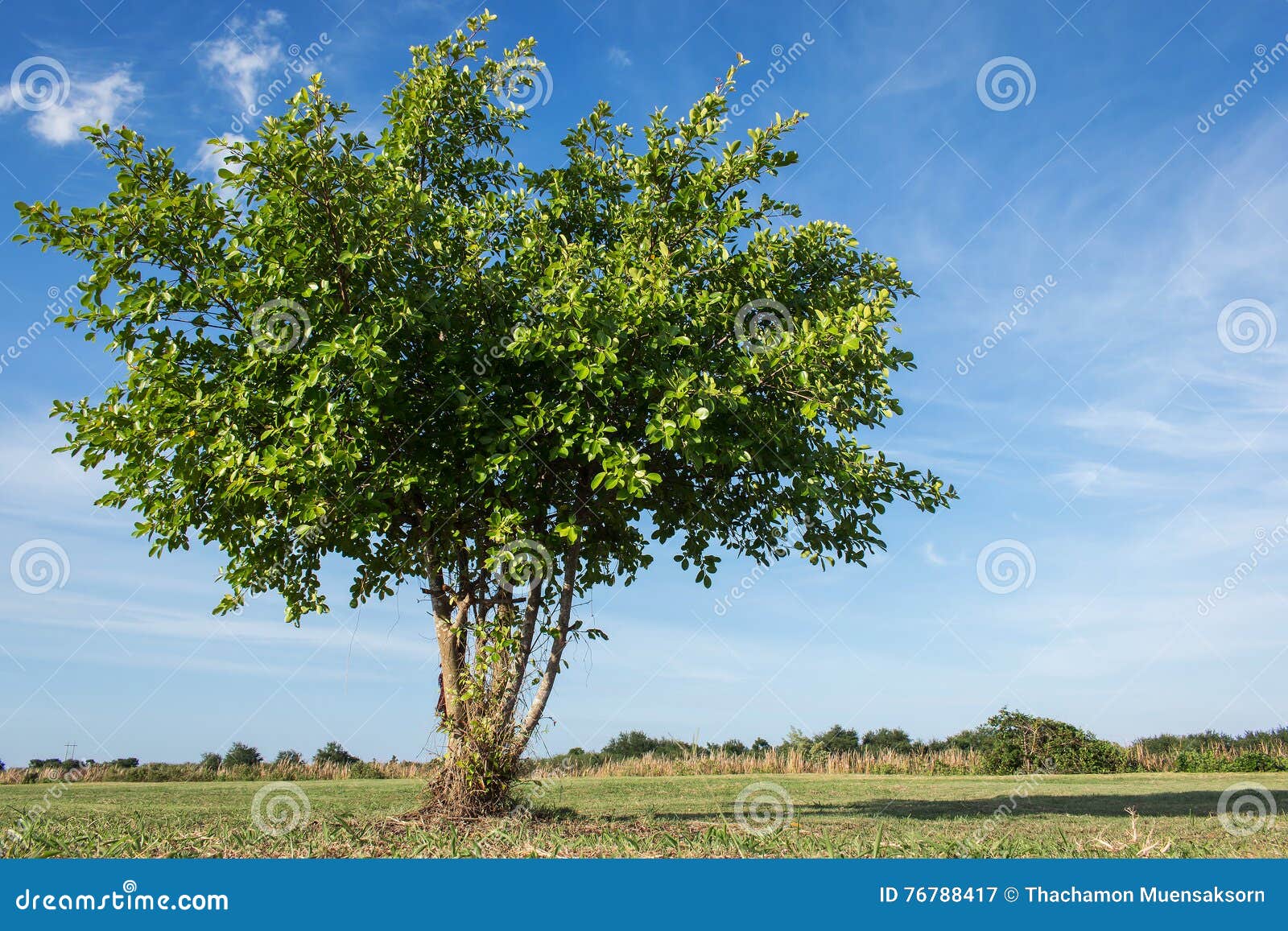 Tree on Blue Sky Background Stock Image - Image of spring, natural ...