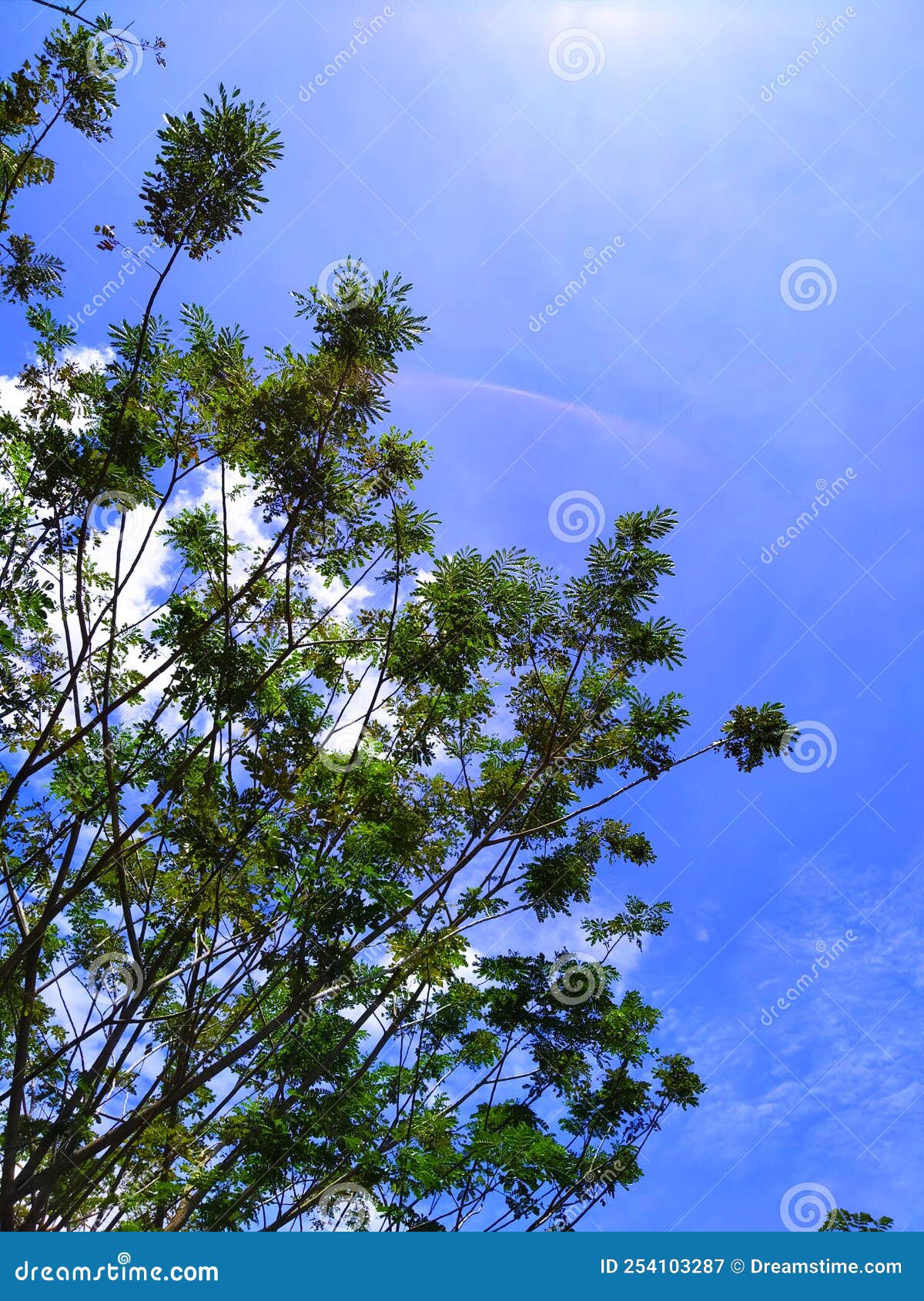 Tree on Blue Sky Background, Natural View Stock Image - Image of fresh ...