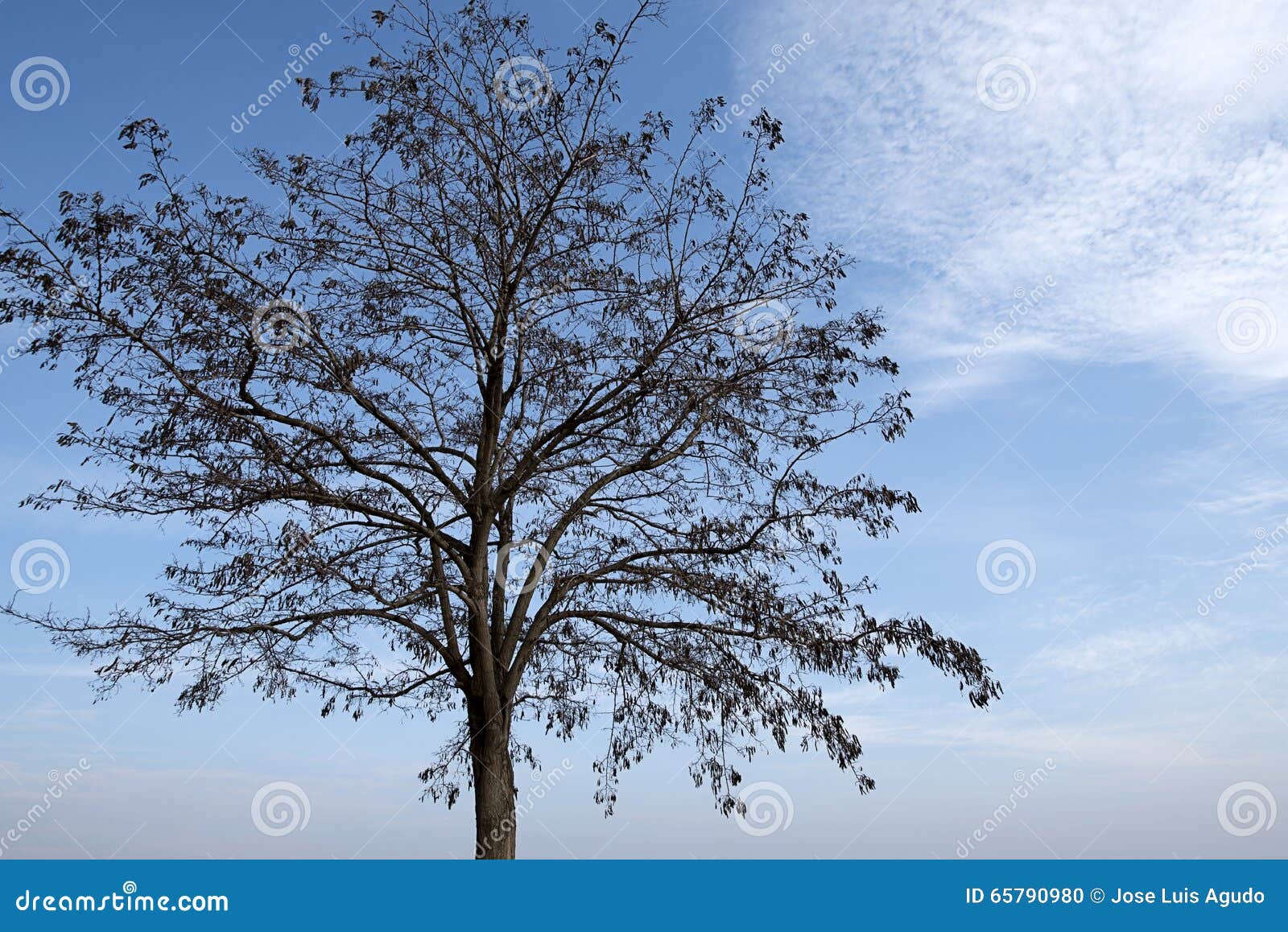 Tree with Blue Sky Background. Stock Photo - Image of sunny, meadow ...