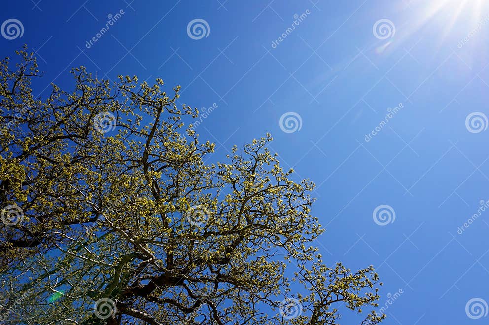 Tree on Blue Sky Background Stock Image - Image of season, beautiful ...