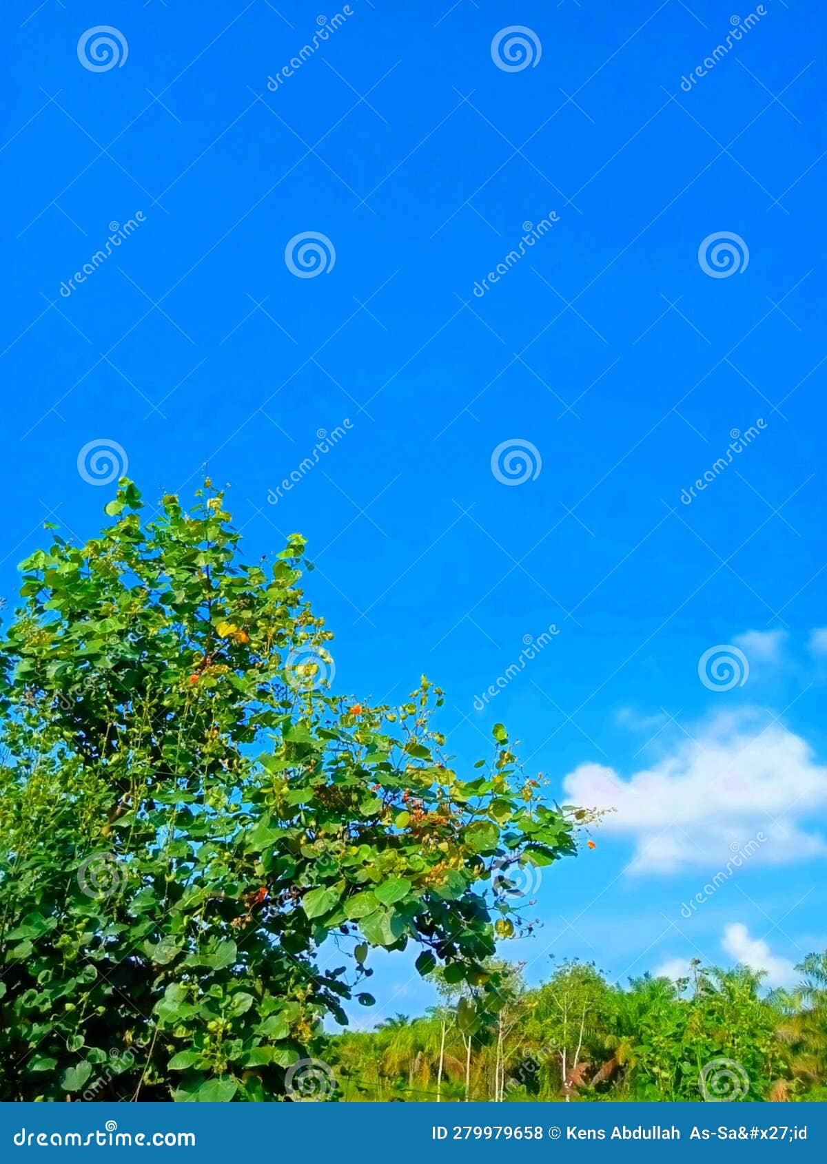 Tree Blue Sky Background Sunny Day Stock Photo - Image of blue, tree ...