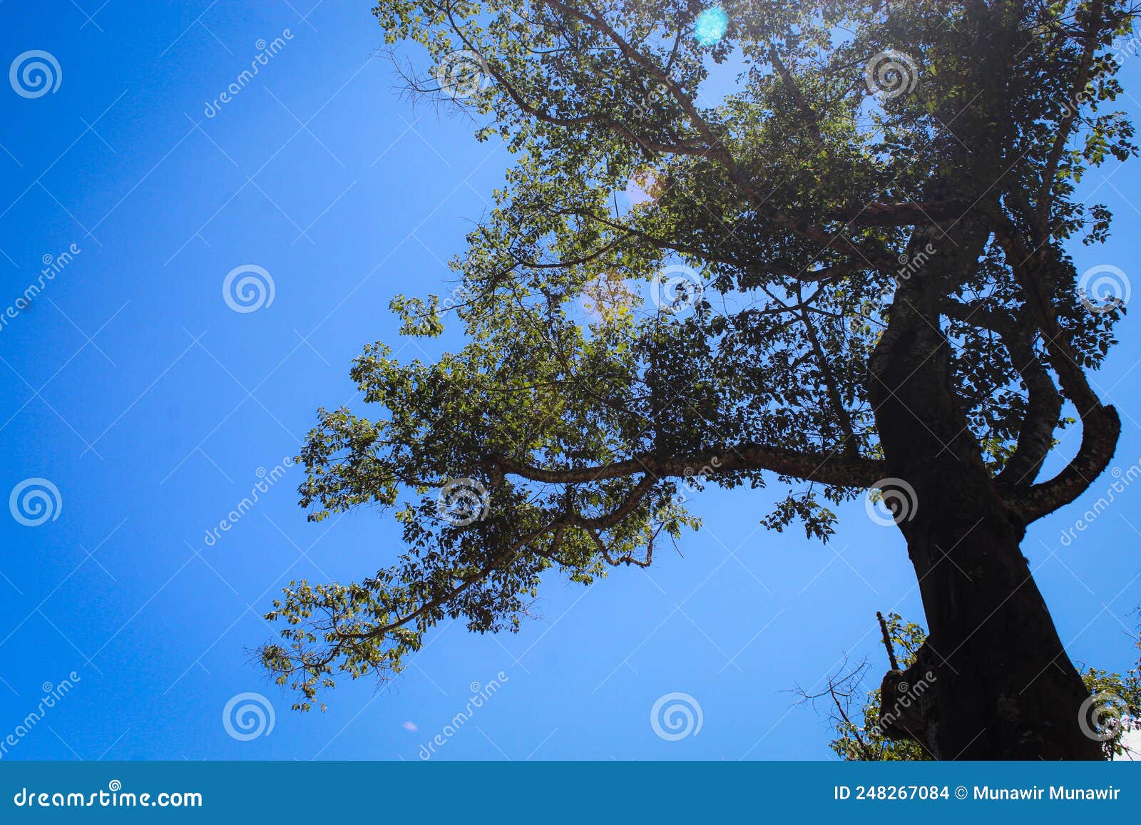 Tree with Blue Sky Background Stock Photo - Image of cloud, bright ...