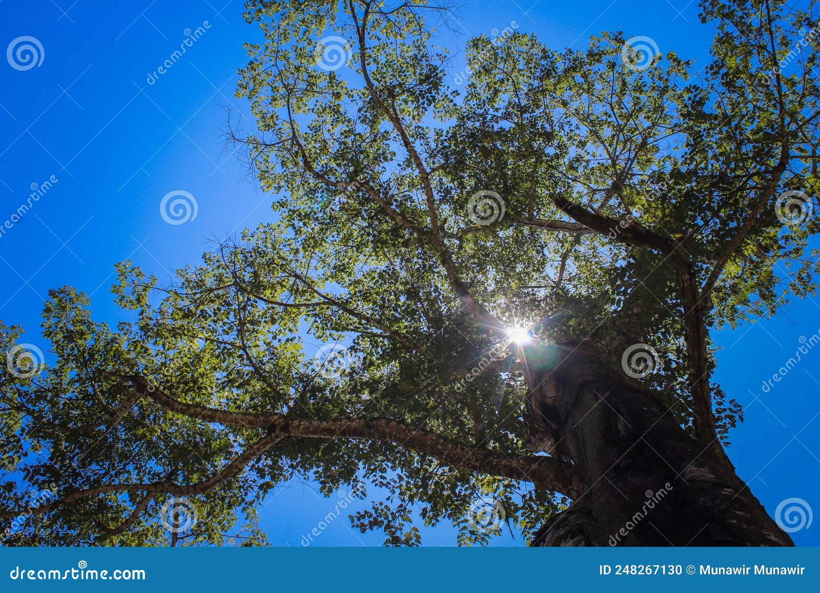 Tree with Blue Sky Background Stock Photo - Image of field, countryside ...
