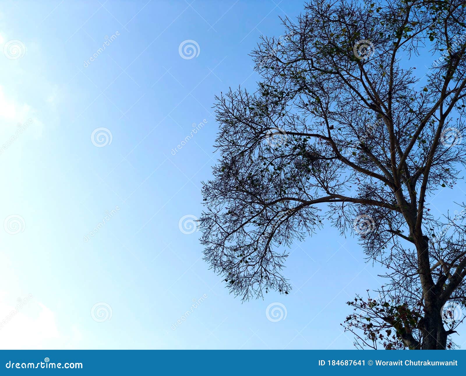 Tree on a Blue Sky Background Stock Image - Image of bottom, middle ...