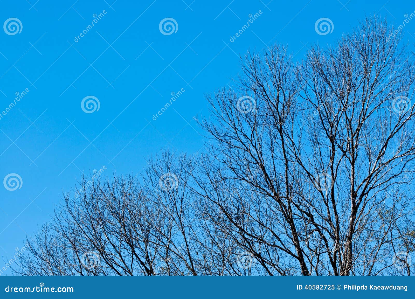 Tree with Blue Sky Background Stock Image - Image of frost, country ...