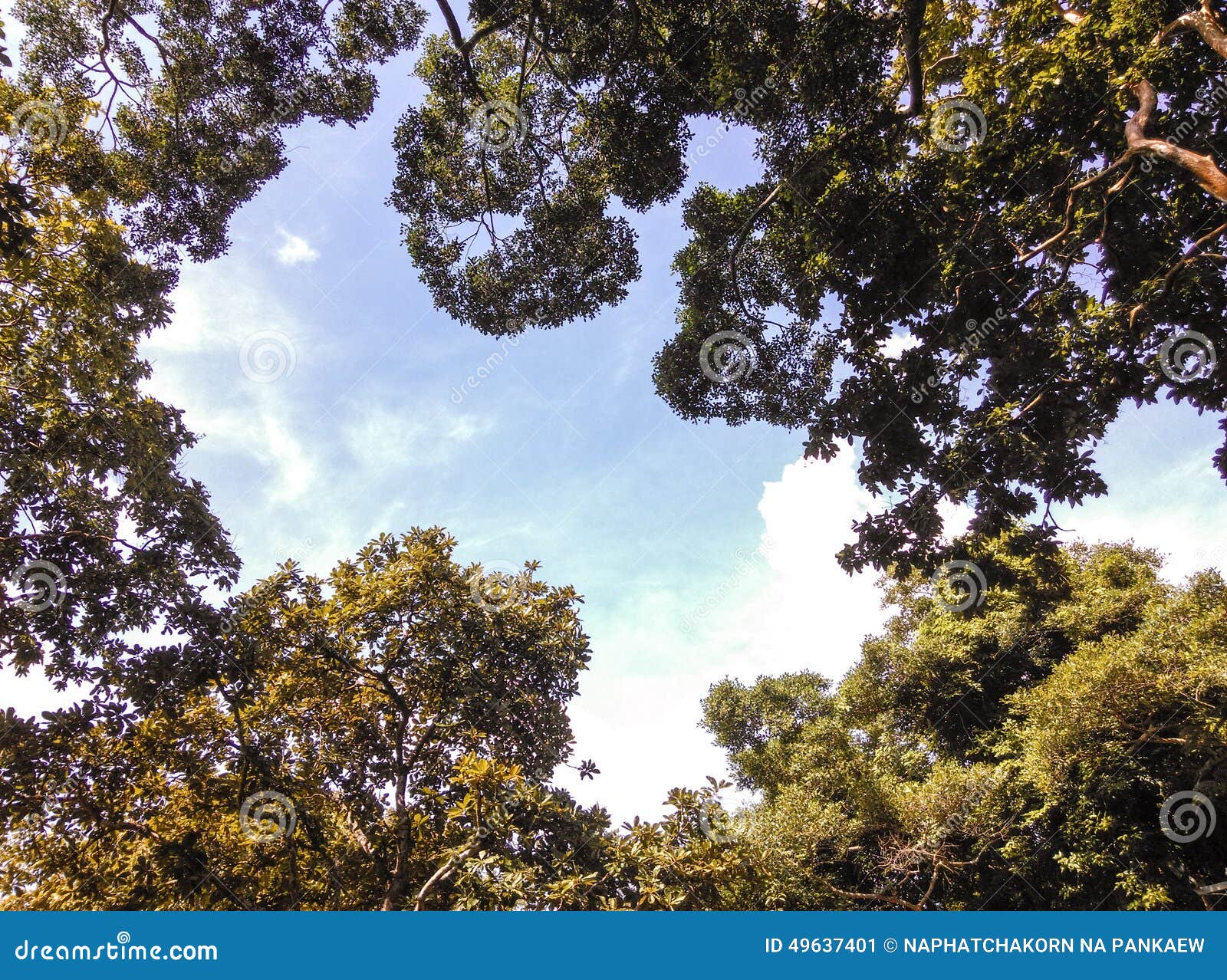 Tree with blue sky stock image. Image of backgrounds - 49637401