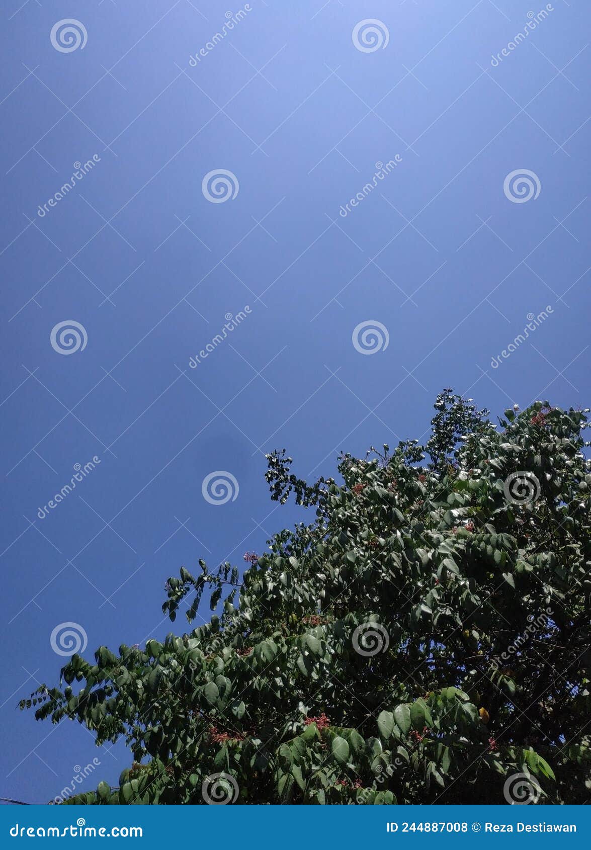 Tree Blue Sky, Beautiful Trees on Sky Background. Stock Photo - Image ...