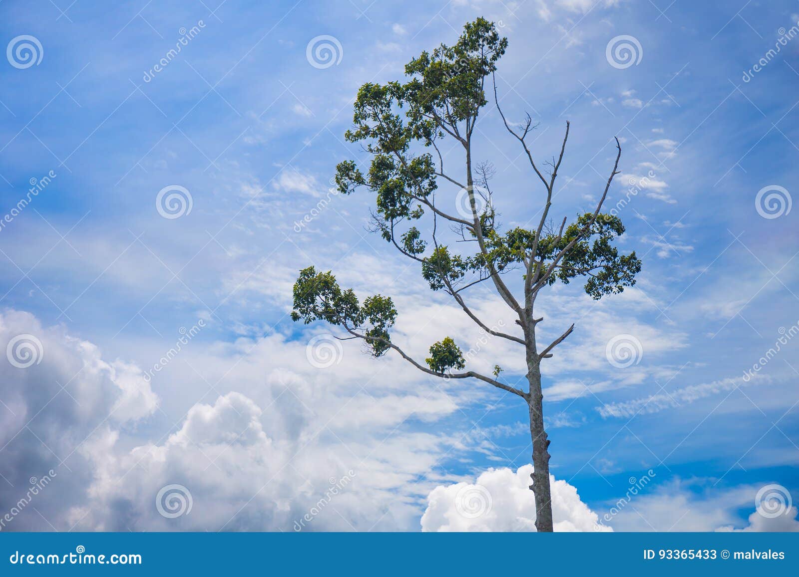Tree with blue sky stock image. Image of season, beauty - 93365433