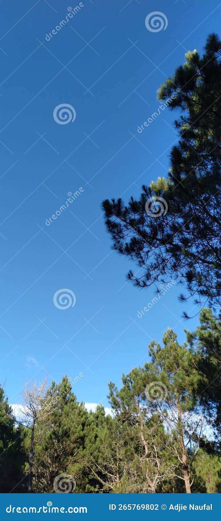 Tree and blue Sky at noon stock photo. Image of wilderness - 265769802