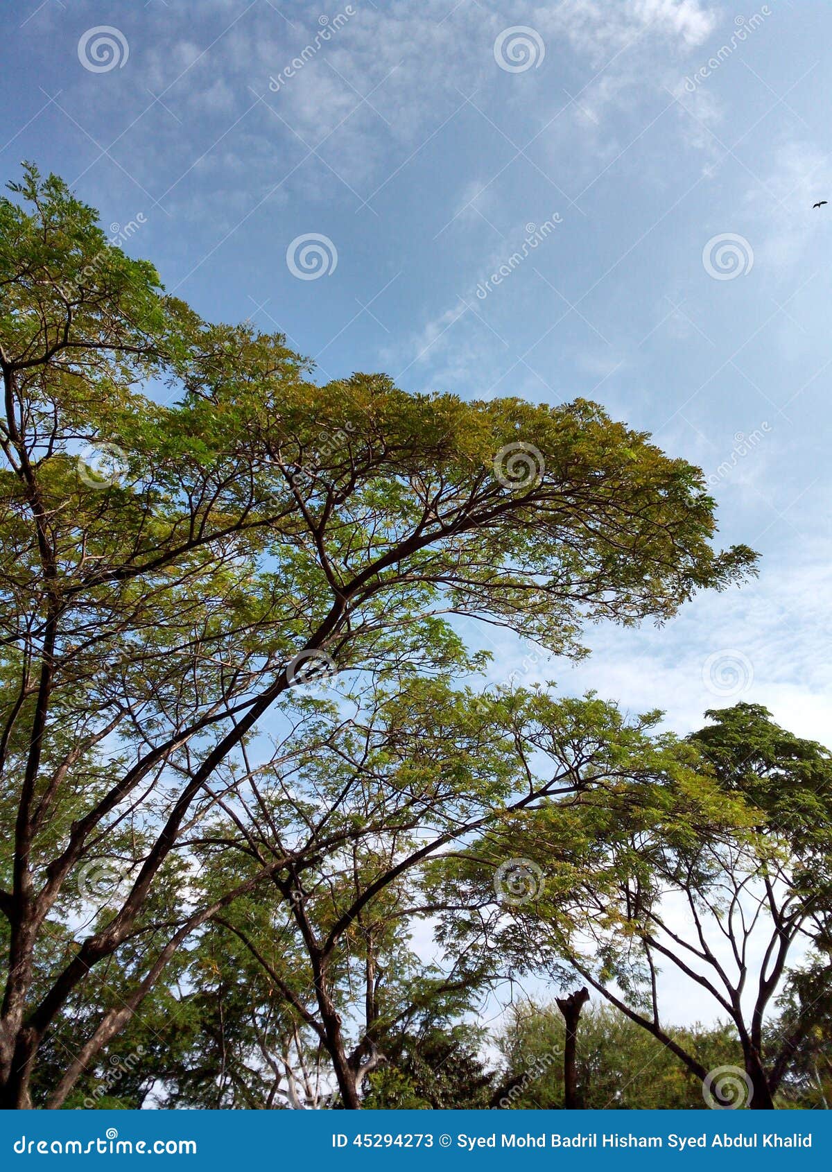 Tree with blue sky stock image. Image of natural, yellow - 45294273